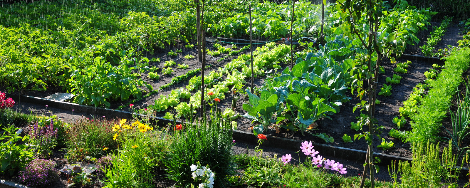 6 conseils pour créer facilement votre jardin potager | Guide Artisan