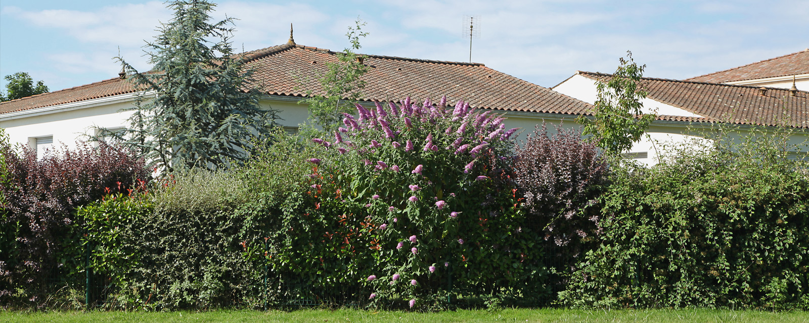 Quels sont les avantages d’une haie mixte ? | Guide Artisan